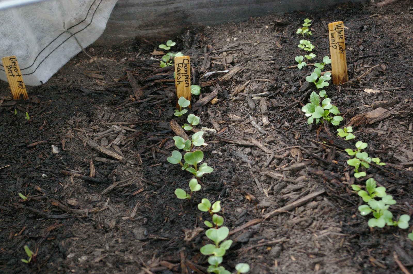 Homegrown in the City: Direct Seeding Homegrown in the City: Direct Seeding