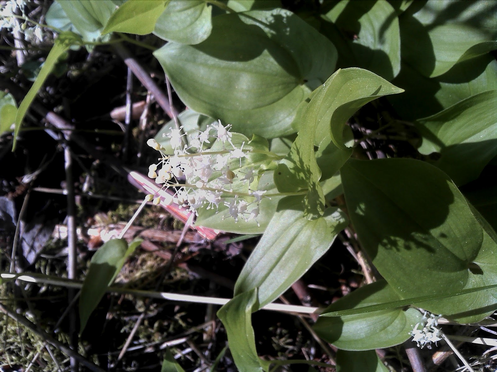 Kasvioni: 11.6 Oravanmarja