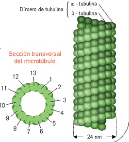 Tema 10. Hialoplasma, citoesqueleto y centrosomas. | Gori-Gori
