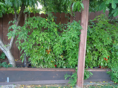 The Scientific Gardener: Sam's Garden