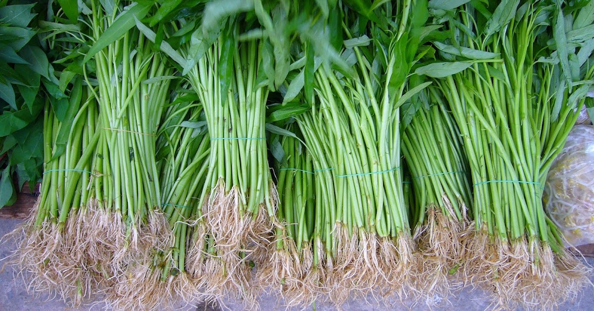 CARA BUDIDAYA KANGKUNG