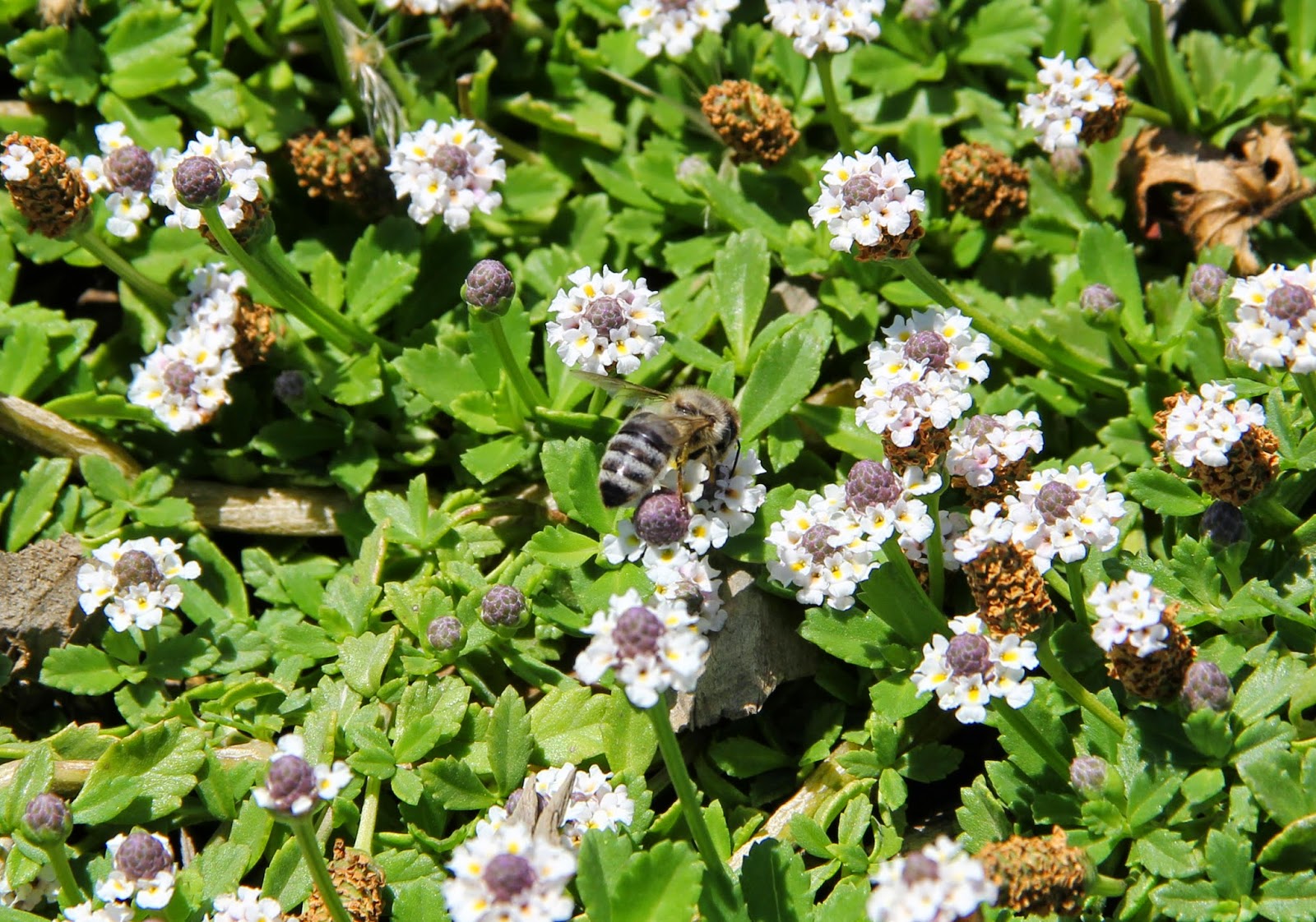 Kurapia® - UC Tested, Science Behind Water Efficient Groundcover ...