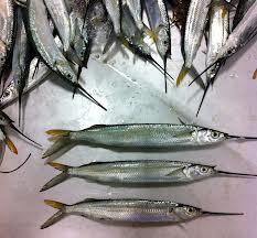 Live Bait Pompano Beach