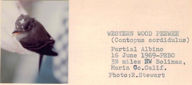 Los Farallones: Partial Amelanism or Albinism: Not So Black and White