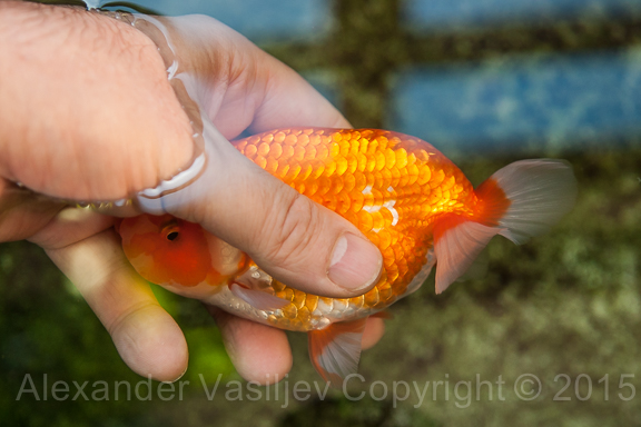 HIGH RANCHU: HOW TO HANDLE RANCHU