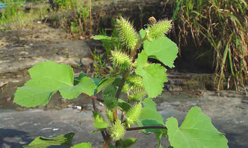 Maleza de Hoja ANCHA ~ Agronutrientes