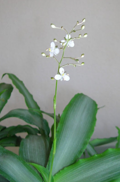 Emotion Plantes: Misère - Tradescantia