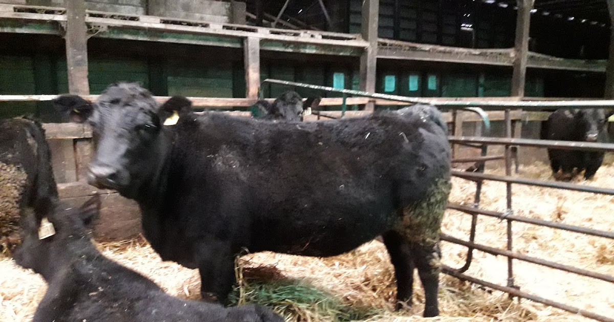 PEI Angus Association