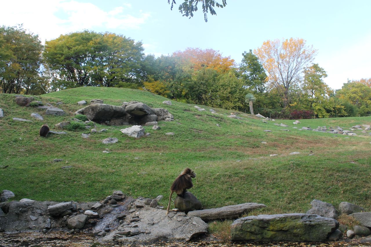 At the Bronx Zoo in a New York Autumn