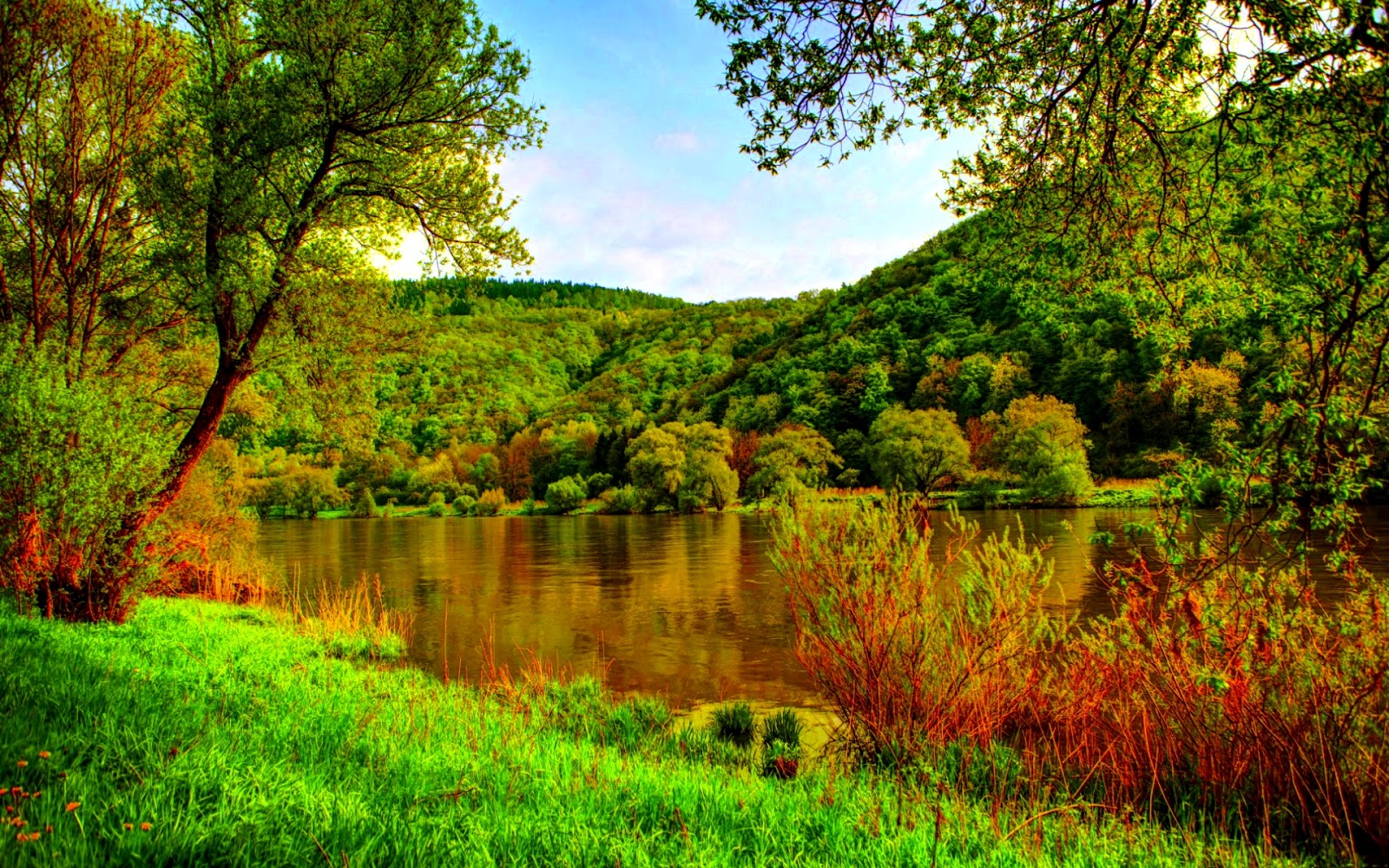 Daytime Nature Green Forest