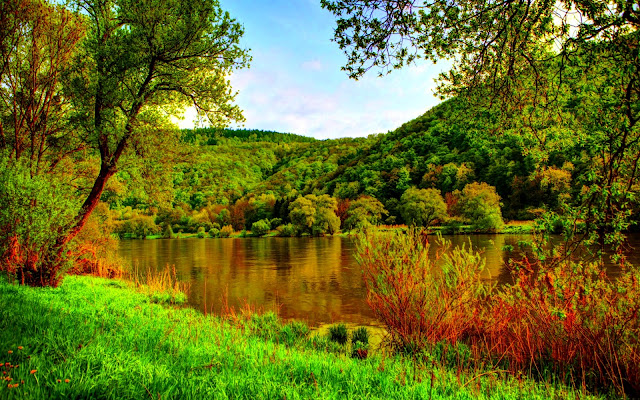 Daytime Nature Green Forest