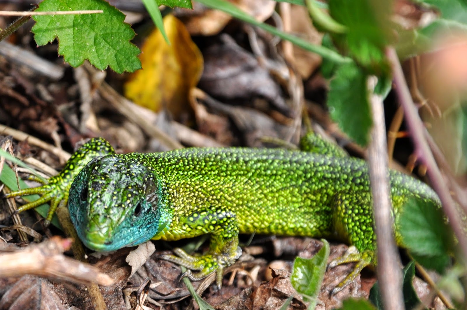 Grote groene hagedis