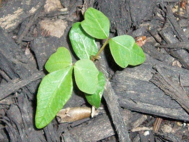 Poison Ivy - Nature's "Three Leaf Wonder": Poison Ivy Life Cycle, Part 1