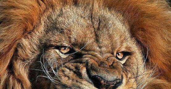 Lucia's Blog: OUR ADVERSARY THE DEVIL