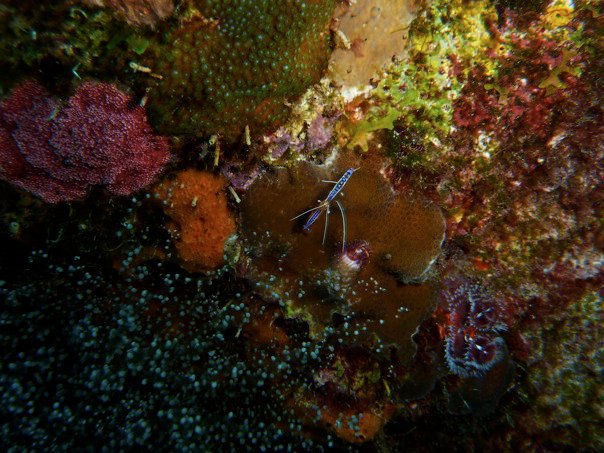 Coral Reef Cleaning Stations
