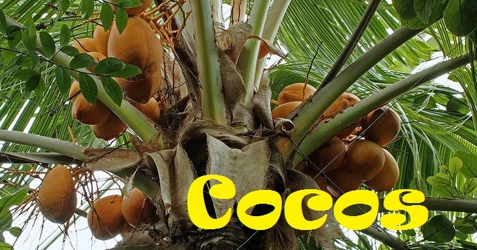 Cocos. Género, información y vídeo ~ PLANTUKIS