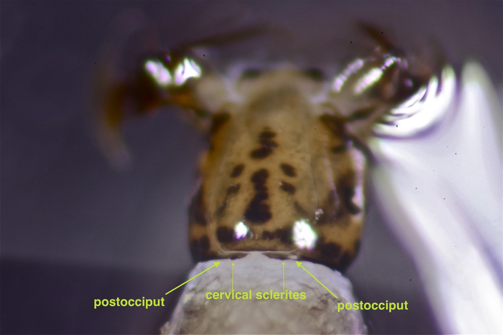 Aquatic Insects of Central Virginia: Another First of the New Season ...