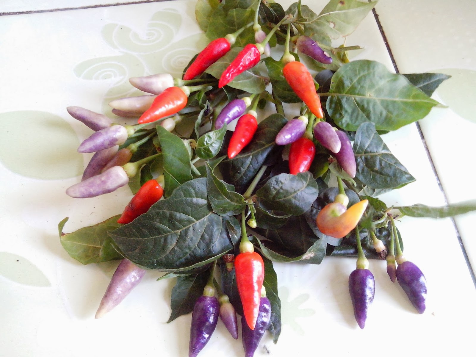 Endah Murniyati's Journey: TRICOLOR CHILLI PEPPER