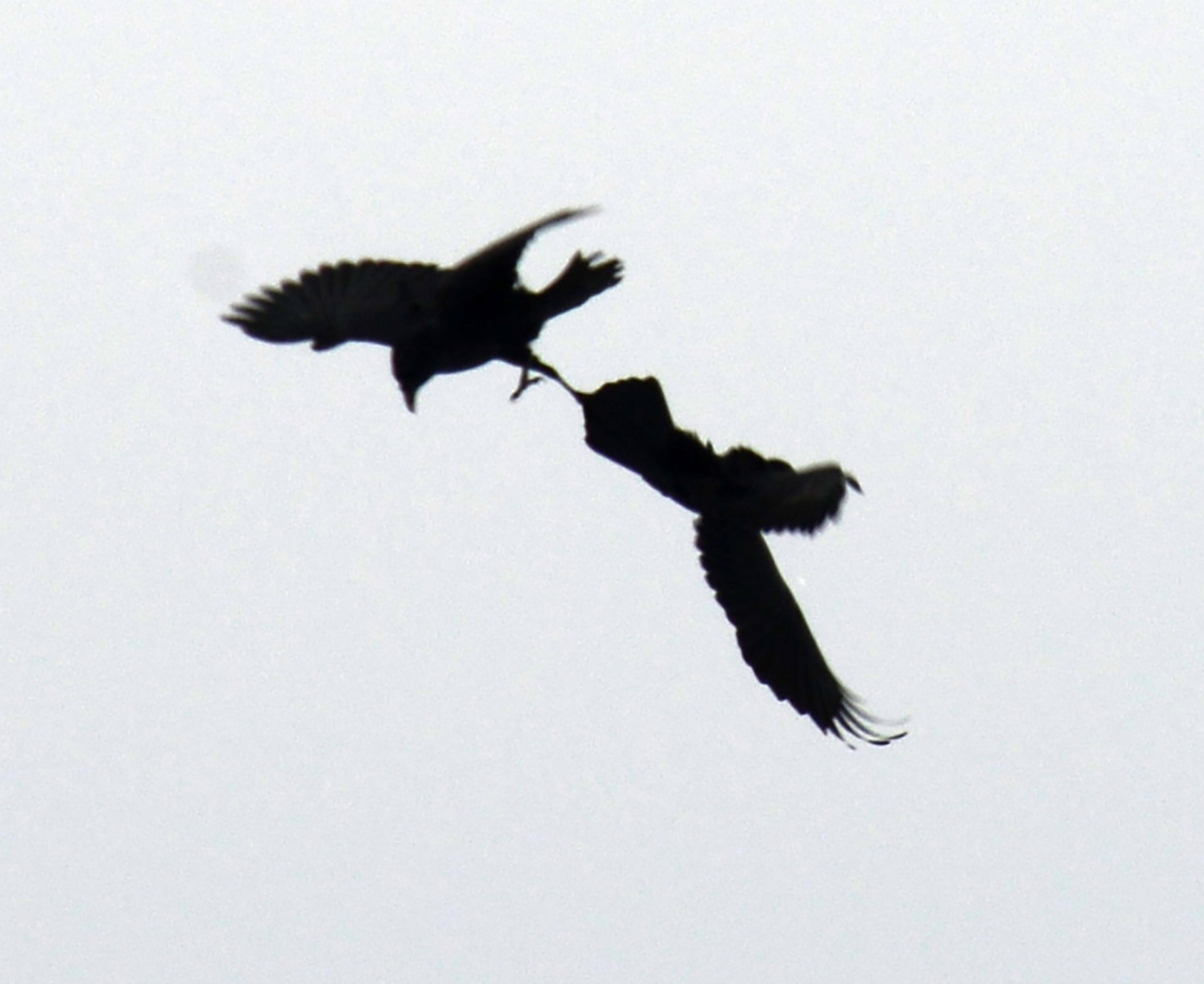 forms traced by light: fighting crows and a winter tree
