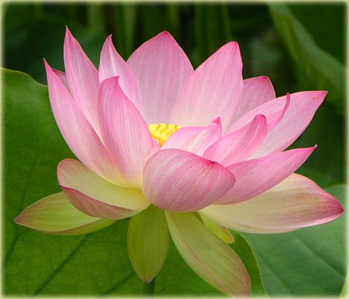 Dr. Dante Valore's multitudinous myofascial musings: How My Techniques ...