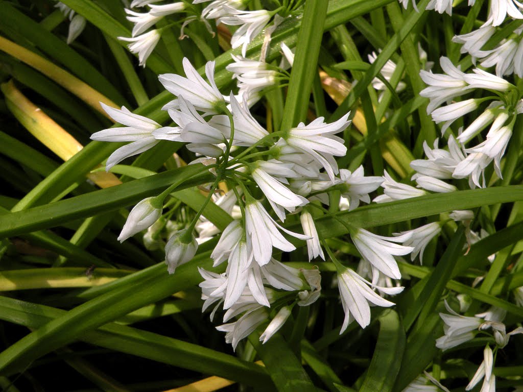 Uruguay's wildlife & Natural sanctuaries - Santuarios naturales & flora ...