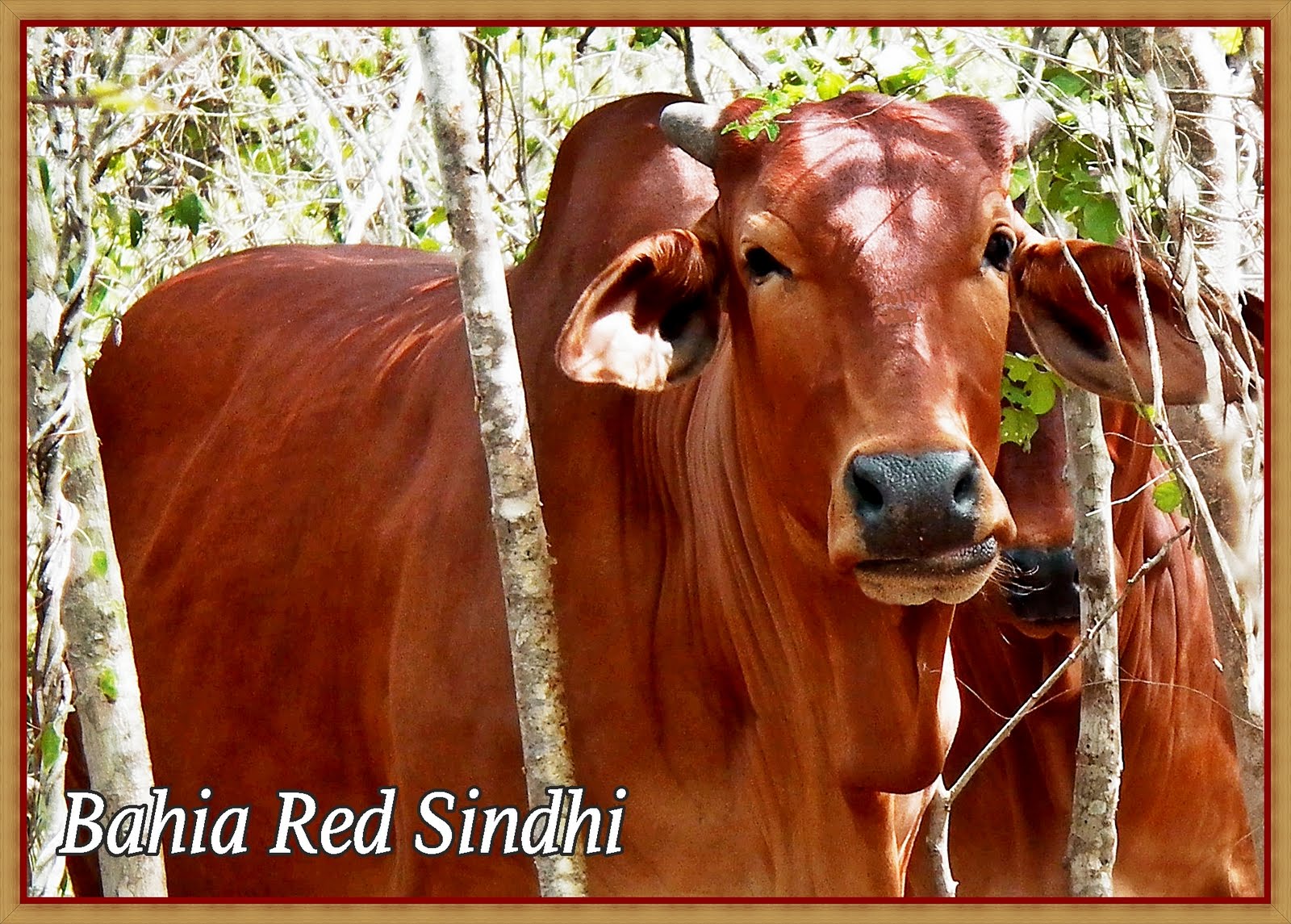 Bahia Red Sindhi: O SINDI É O REI