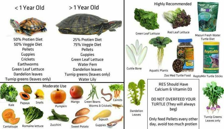 Red-Eared Slider Turtle Diet