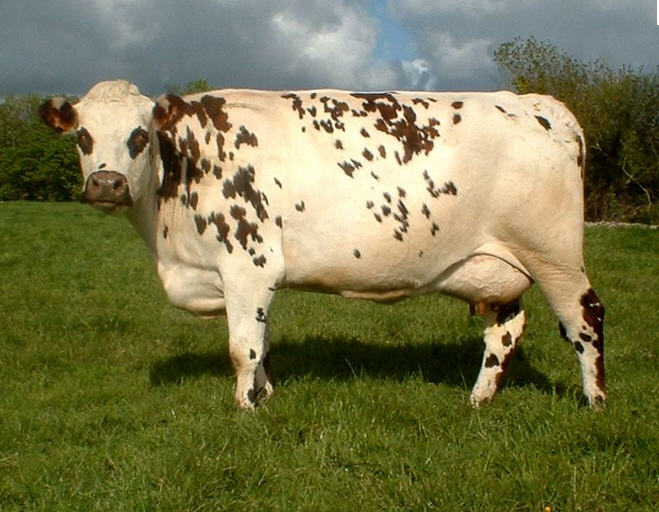 S T R A V A G A N Z A: HISTÓRIA DAS RAÇAS BOVINAS DE ORIGEM FRANCESA