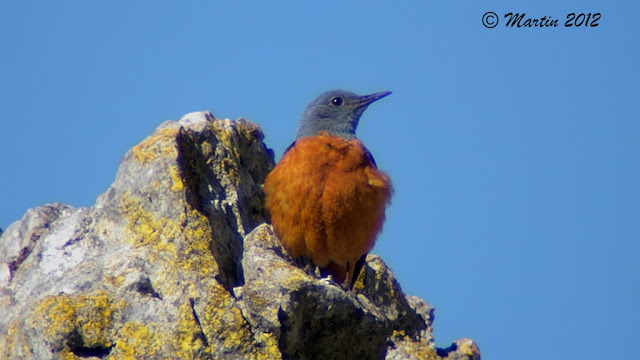 Miradas Cantábricas: Los Roqueros rojos de Artola