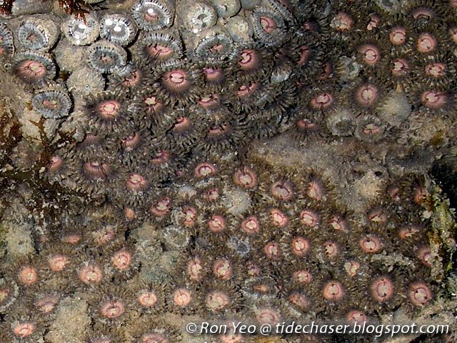 tHE tiDE cHAsER: Zoanthids or Colonial Anemones (Phylum Cnidaria: Order ...