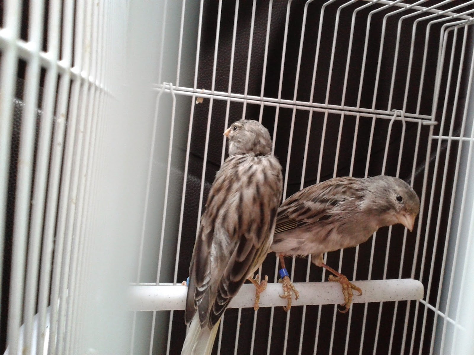 a scotch fancy canary blog