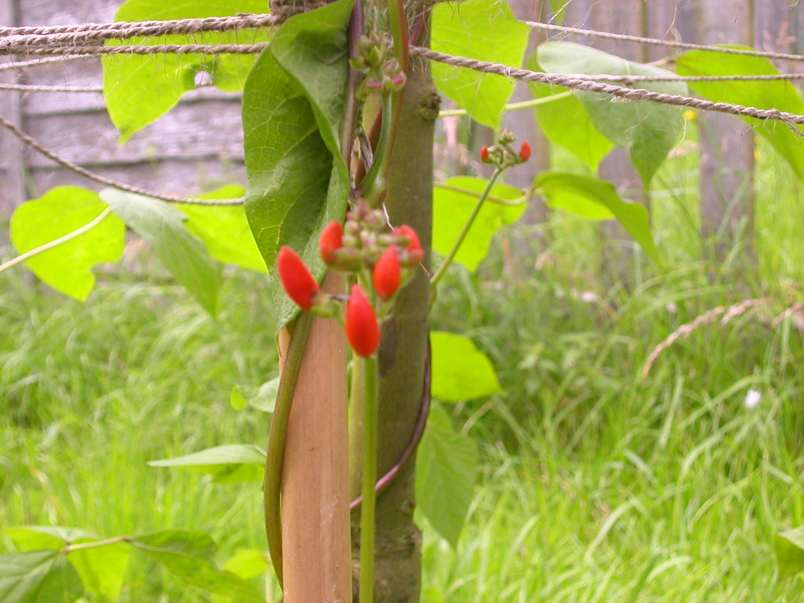 The Cut Worm Forgives the Plough