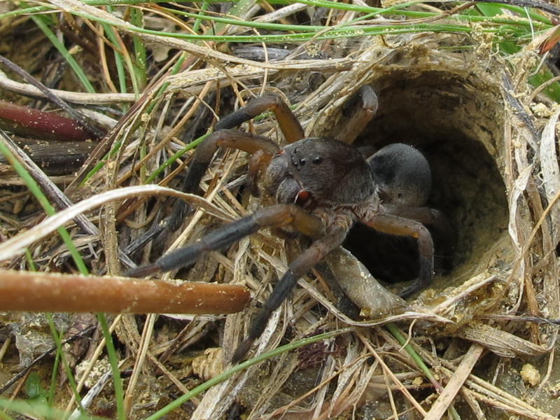 Blue Jay Barrens: Burrowing Wolf Spider - 2011