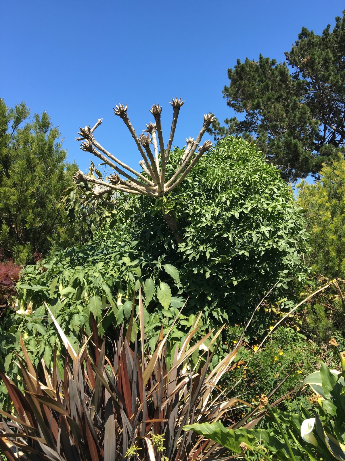 Pennsylvania Street Gardens: Plant profile: Cussonia