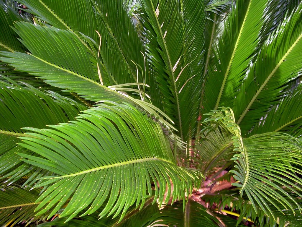 Taxonomia Plantae no Magnoliopsida: Phylum Tracheophyta Clase Cycadopsida