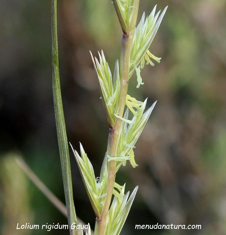 Menuda Natura: Lolium rigidum Gaud.