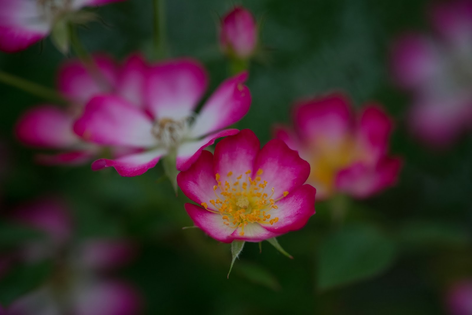 Flower Gallery: Rose Gallery - Happy Parasol バラ・ギャラリー ハッピーパラソル