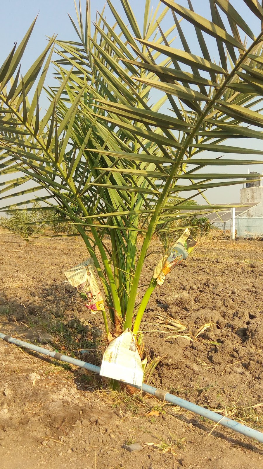 Sri Sai Dates - Barhi (Barhee) Dates