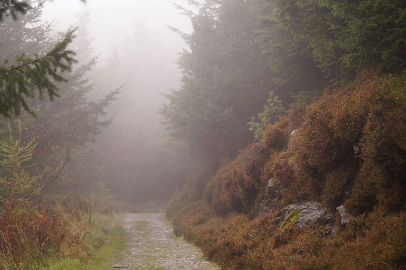 Dodd wood, the route to the summit - Sophie in the Sticks