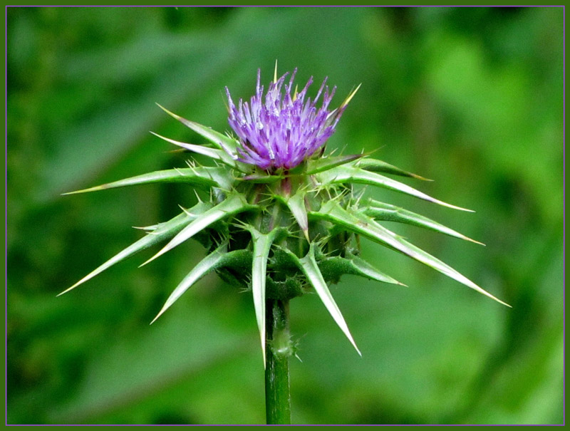 M U G G E N B E E T: distels in de tuin