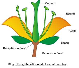 Biologando: Aula: Anatomia dos órgãos reprodutivos (Flor, Fruto e Semente)