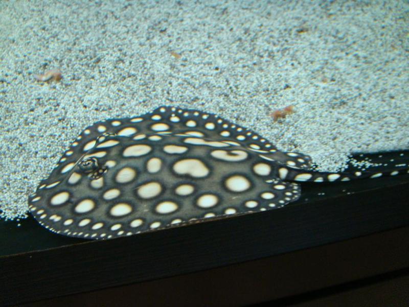 Predators of the amazon: 3 Pairs of High Quality Black Diamond Ray Pups