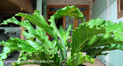 Tips Cara Agar Tanaman Hias Tumbuh Subur - Perawatan Rumah