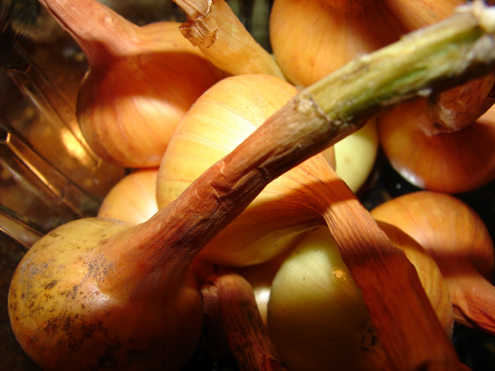 One Love Farm: Shallots