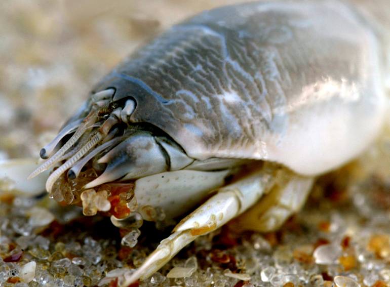 Blog do Macaco Martelo : O tatui que subiu na vida.