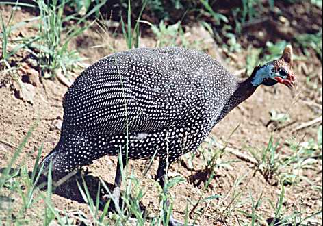 Guinea Fowl | Animal Wildlife