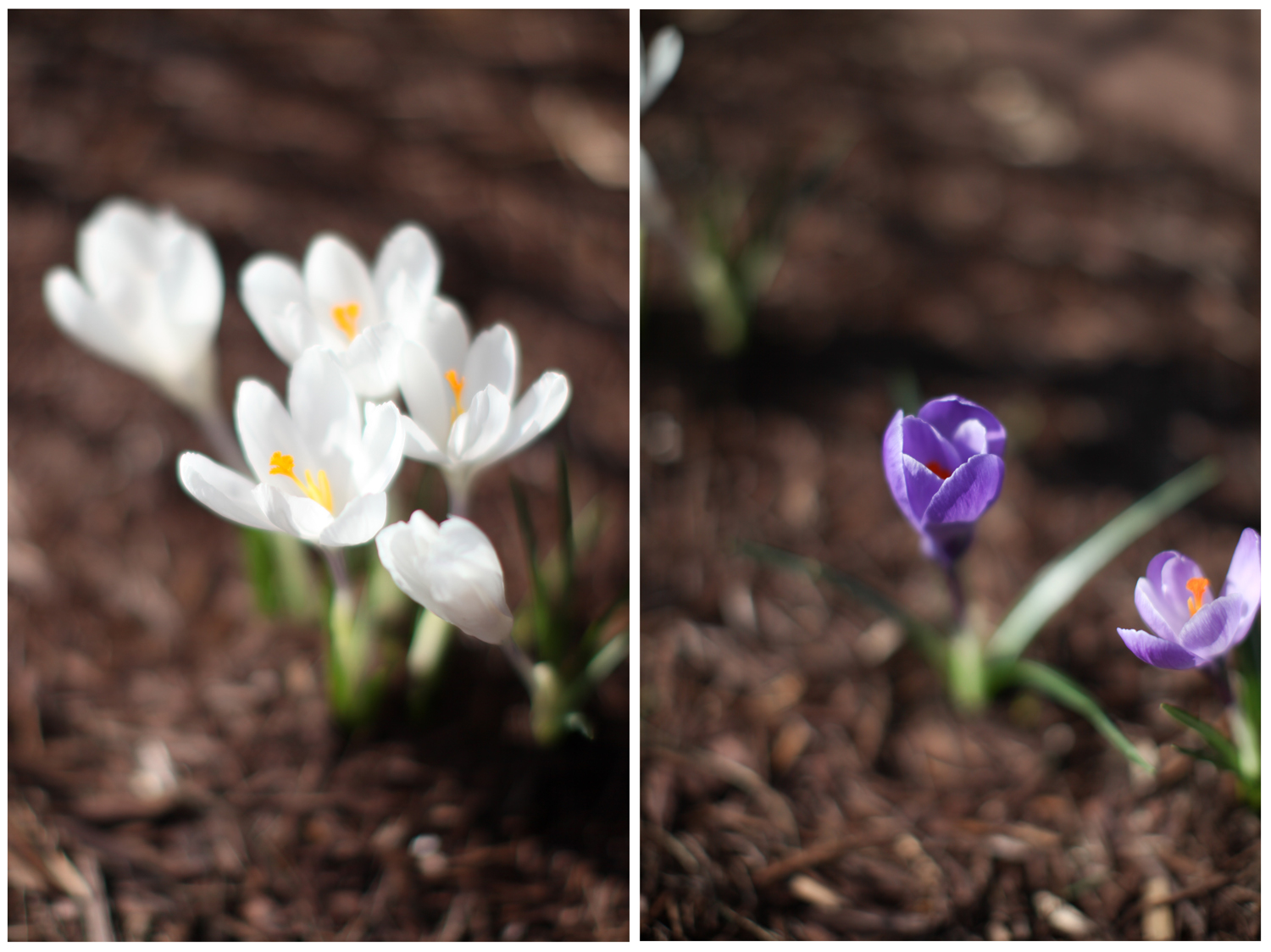 Life in the Fast Lane: Anne of Green Gables Tea Party on the first day ...