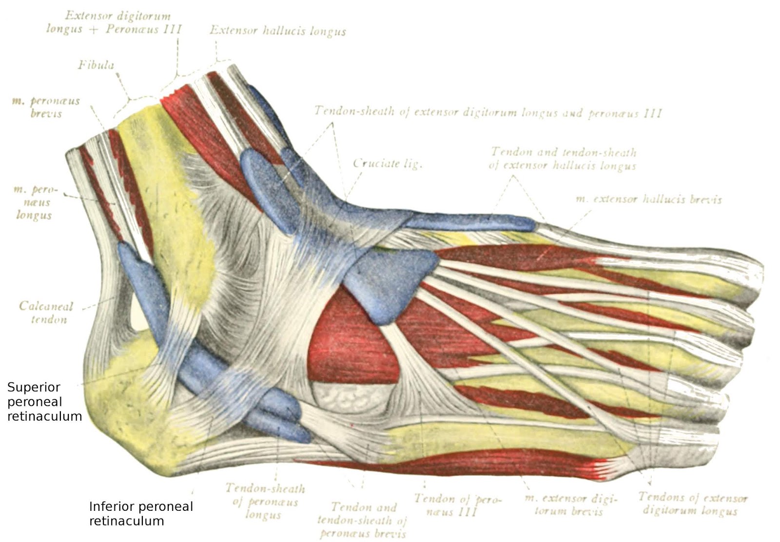 ΕΛΛΗΝΕΣ ΡΕΦΛΕΞΟΛΟΓΟΙ - GREEK REFLEXOLOGISTS: Ιουλίου 2018