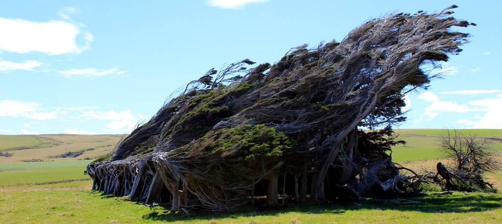 The Twisted Trees of Slope Point ~ Kuriositas