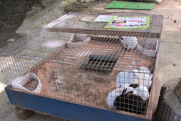 Zoos in Japan: Miyagi Zao Fox Village